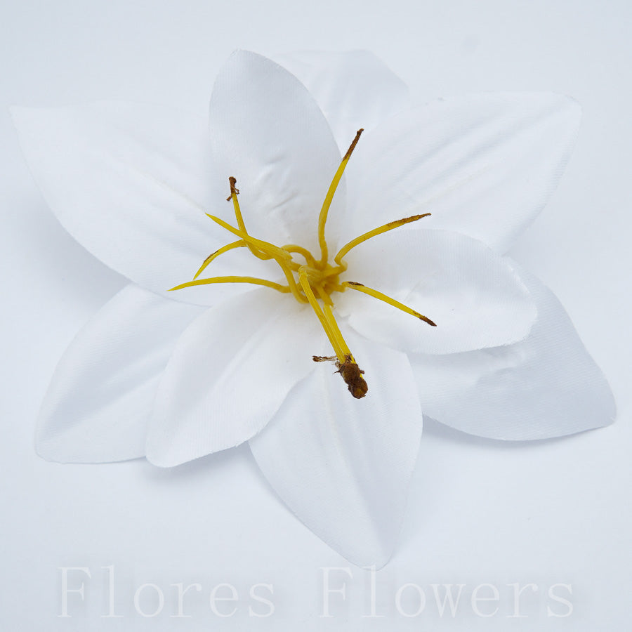 Ľalia 16 cm, BIELA – Flores Flowers